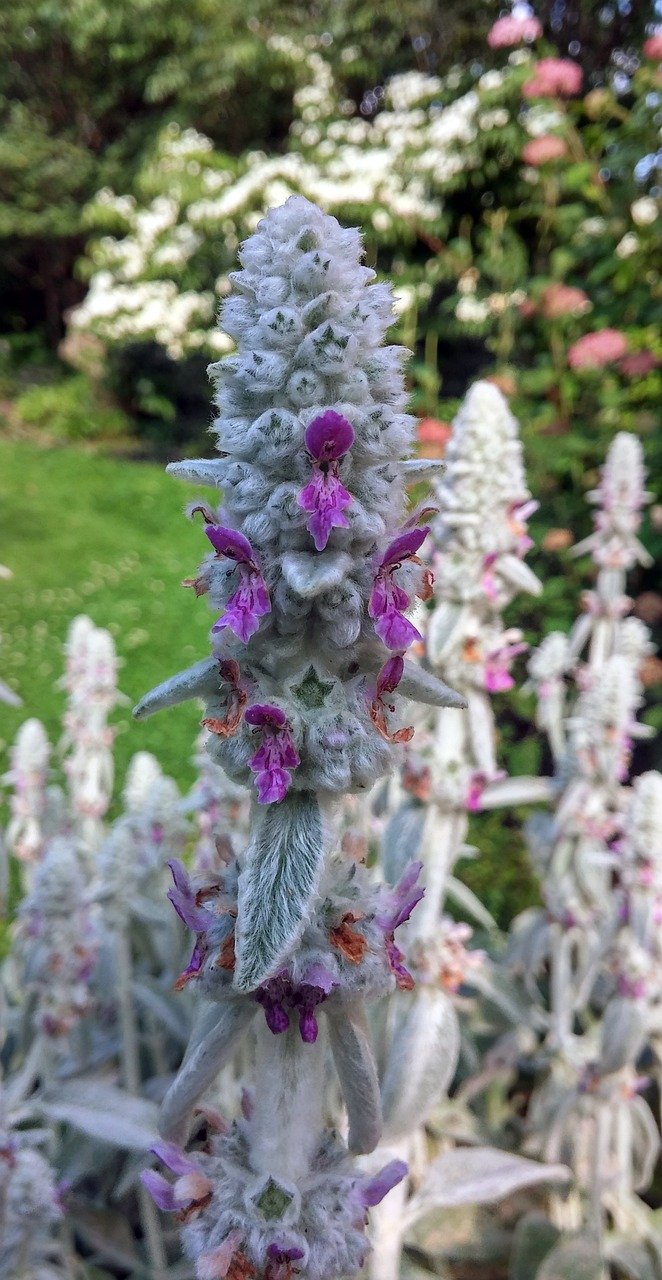 LAMB’S EAR: Treasured Folk Medicine Is Powerful & Naturalized In ...